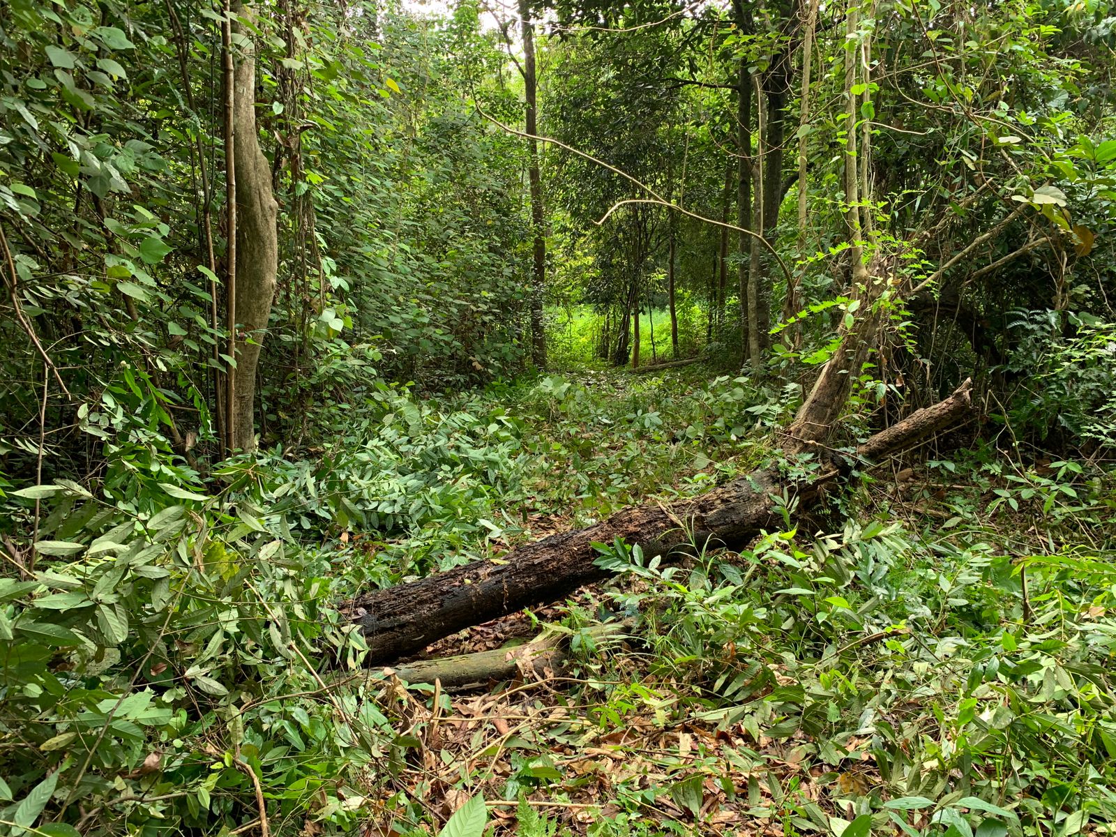 The Strategic Role of Biodiversity Park As PT. TEL’s Commitment to ...