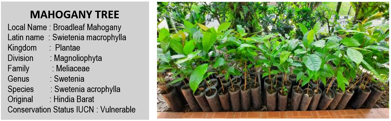 PLANT MAHOGANY TREES TO PRESERVE THE GREEN ENVIRONMENT – Kehati – PT ...