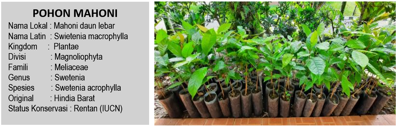 TANAM POHON MAHONI UNTUK LESTARIKAN LINGKUNGAN HIJAU – Kehati – PT ...